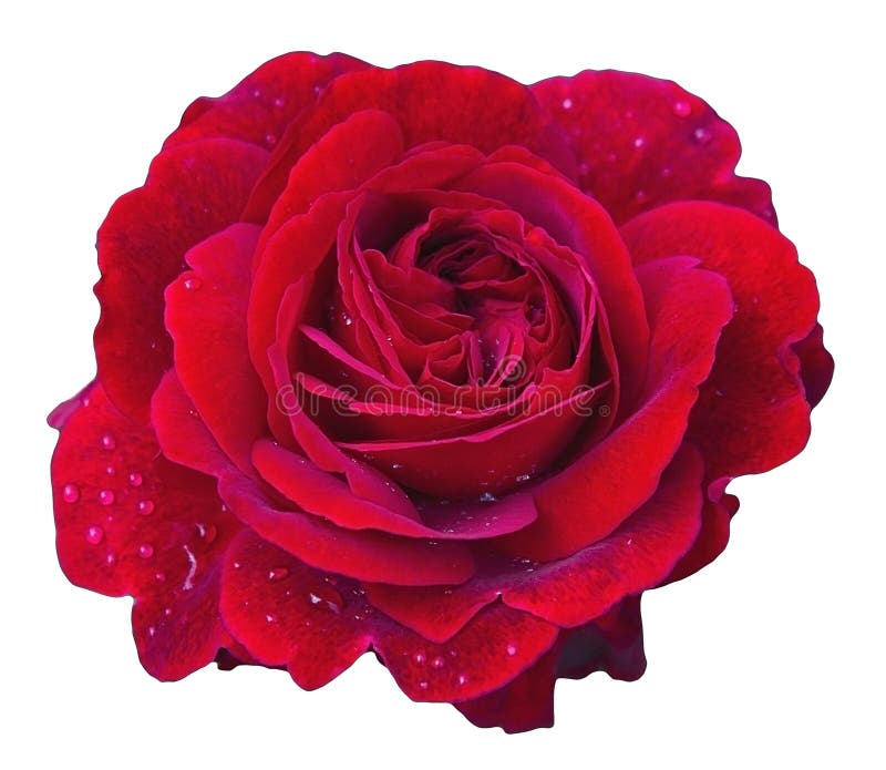 Elegant rose stock image. Image of green, dating, flower - 22040533