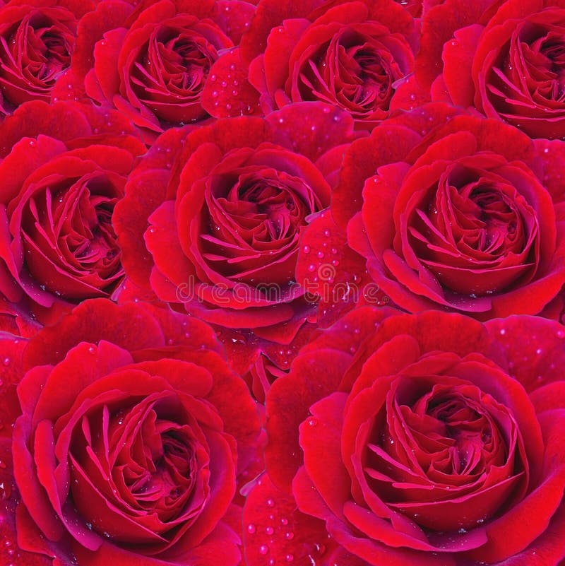 Elegant rose stock photo. Image of drops, flora, macro - 22400696