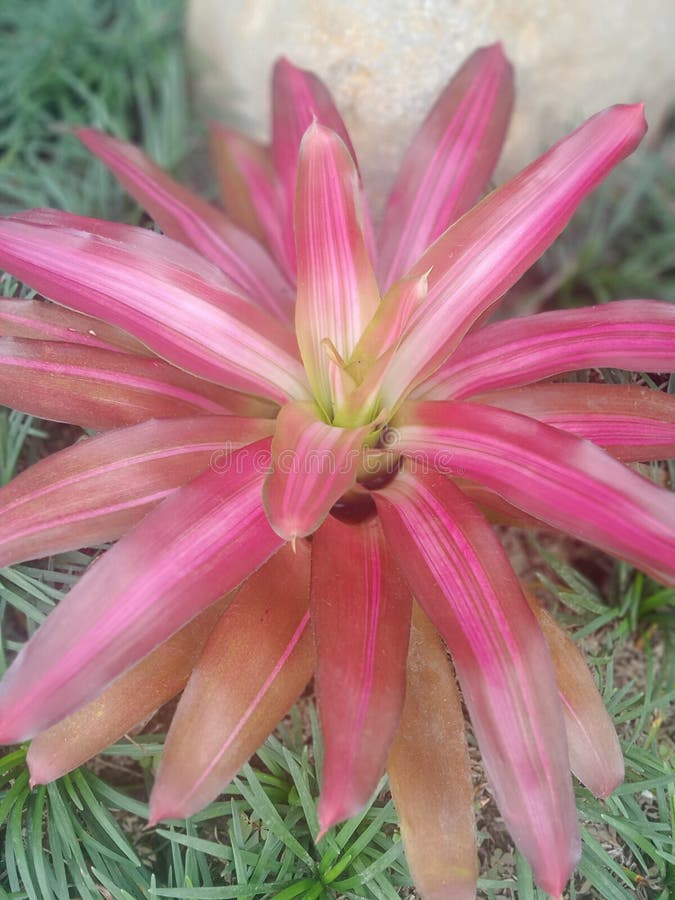 Elegant and Queen Bromelia Flower Stock Photo - Image of bromelia ...