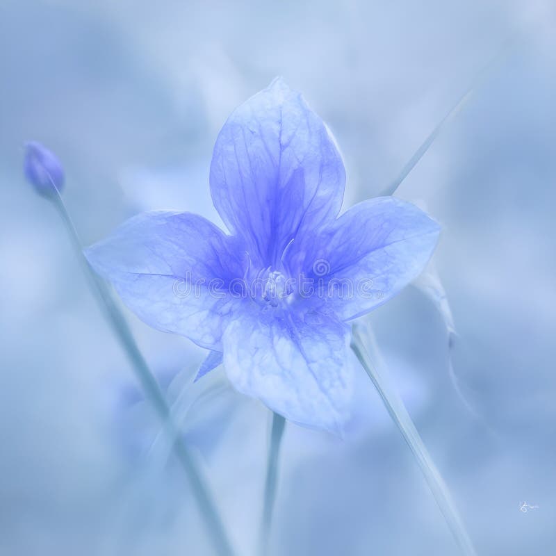 Elegant Simplicity: Capturing the Beauty of a Blue Bellflower Stock ...