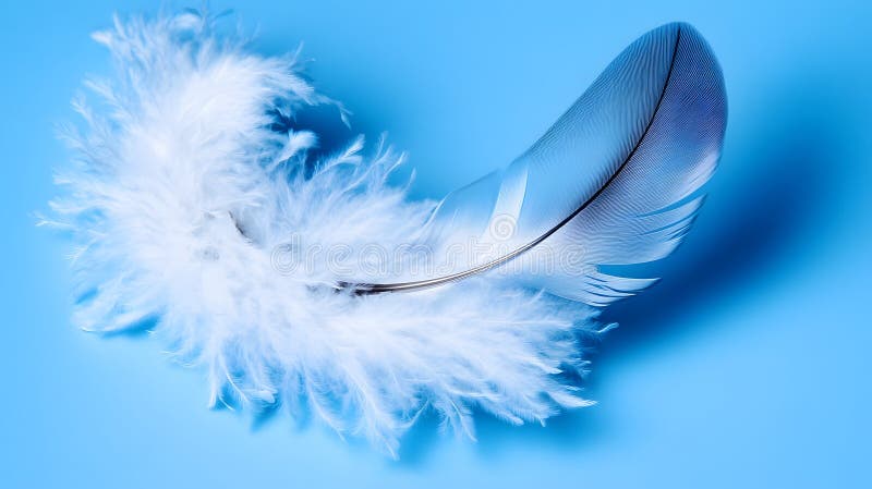 Elegant Single Feather on Blue Background Soft Stock Photo Stock ...