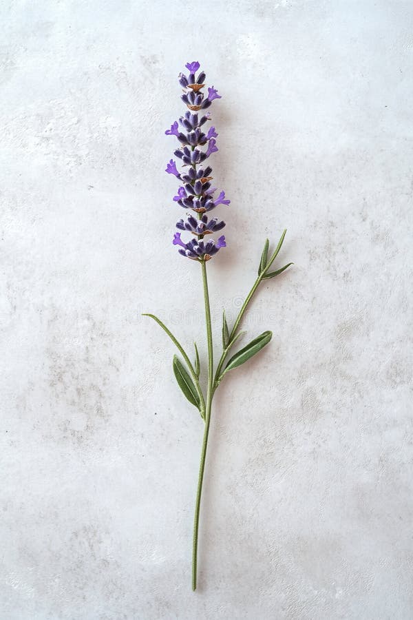 Elegant Single Lavender Stem on Light Textured Background Capturing ...