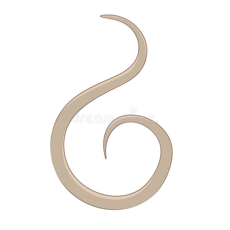 Elegant Spiral Helminth ,on White Background Stock Illustration ...