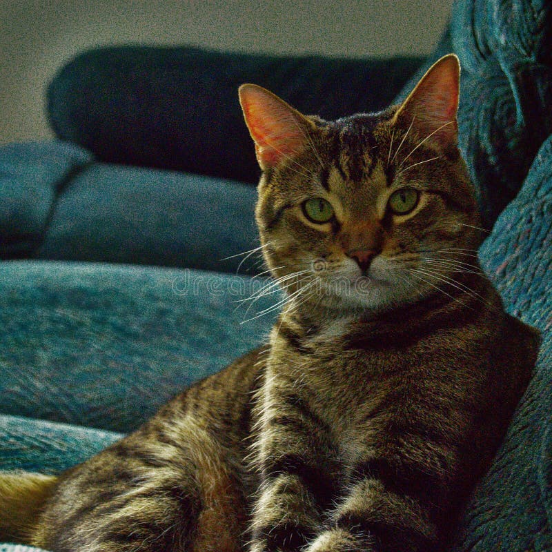 Elegant spoiled cat stock image. Image of nose, mammal - 209238173