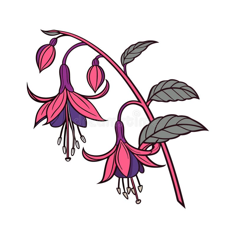 Elegant Spoiler Flower Illustration Stock Image - Illustration of ...