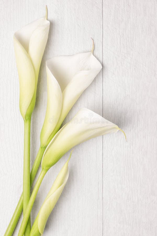Flower Calla Colored Background Frame Summer Stock Image - Image of ...
