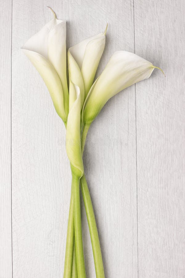Flower Calla Colored Background Frame Summer Stock Image - Image of ...