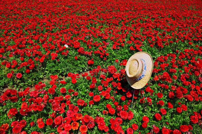 Elegant Straw Hat on the Field Stock Photo - Image of relaxation, grass ...