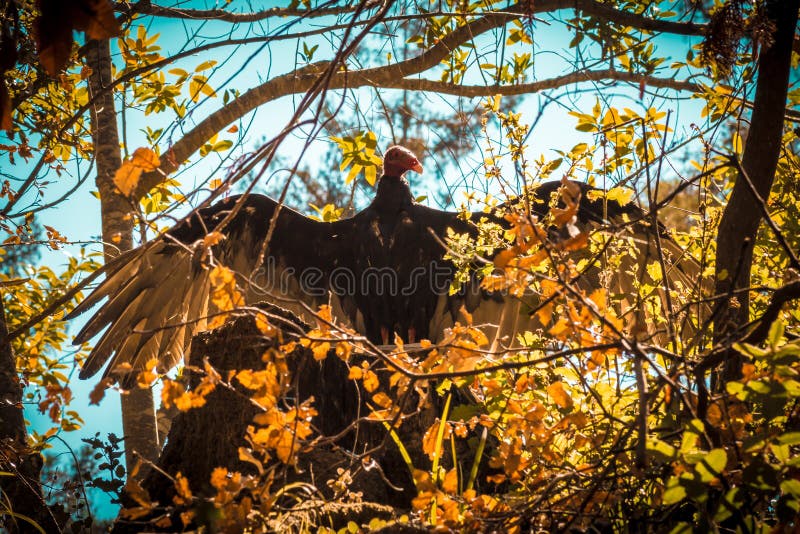 Elegant Sunning Buzzard in Tree Stock Photo - Image of peace, vulture ...