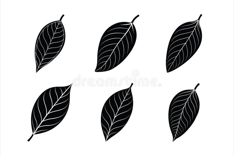 Elegant Vector Illustration of a Mango Leaf Stock Vector - Illustration ...
