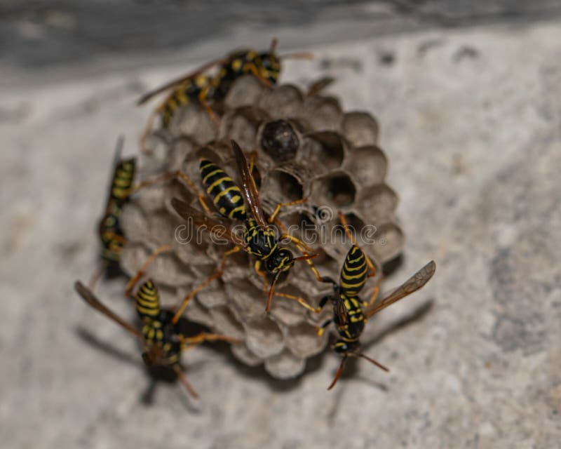 Elegant Wasp Nest: Nature S Architectural Marvel Stock Photo - Image of ...