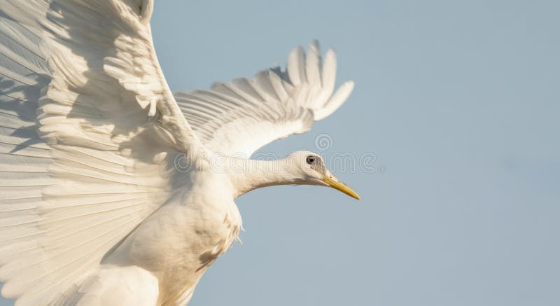 Elegant White Bird Soaring in Clear Blue Sky Stock Image - Image of ...