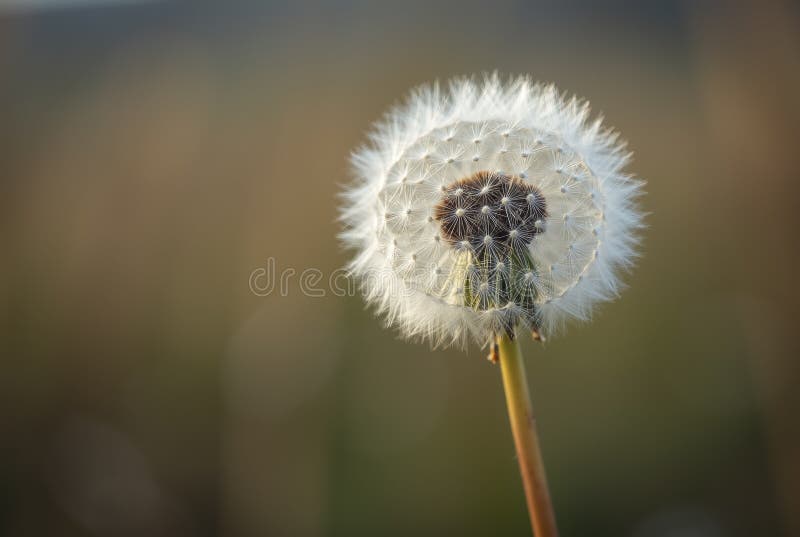 Blowing Seed Head, AI-generated Stock Illustration - Illustration of ...