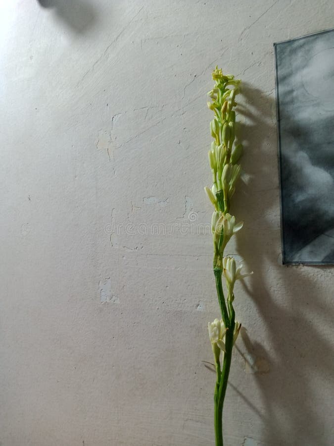 Single White Flower Stem Against Textured Wall with Natural Shadow ...