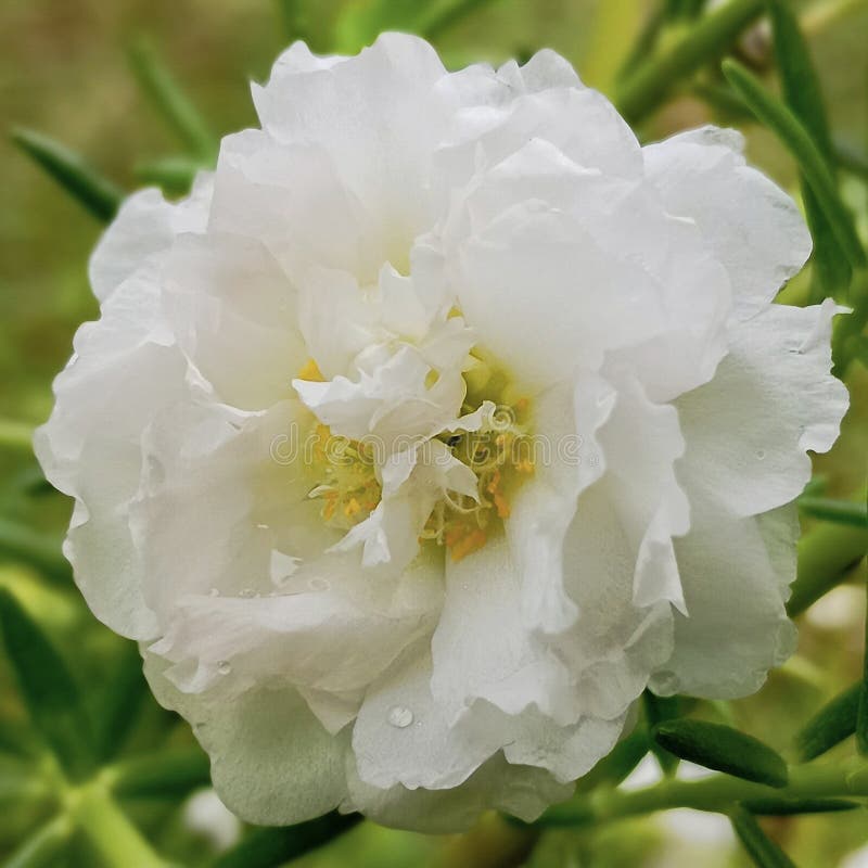 Elegant White Moss Rose Bloom Stock Photos - Free & Royalty-Free Stock ...