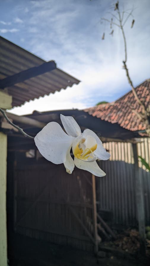 Elegant White Orchid Blooming in Rustic Village Setting Stock Image ...