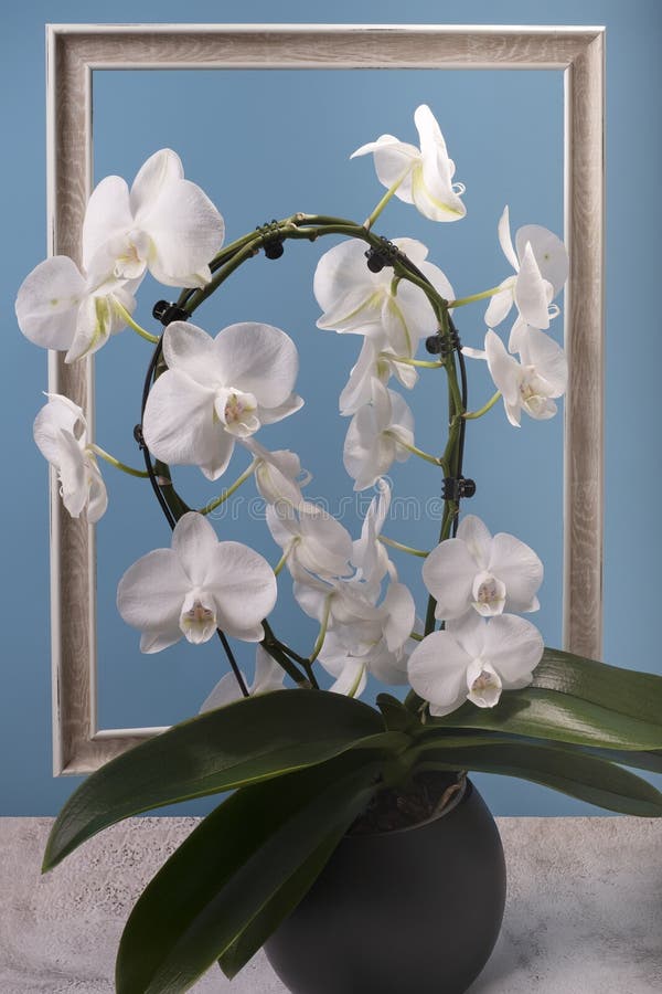 Elegant White Orchid in a Frame on a Blue Background Stock Image ...