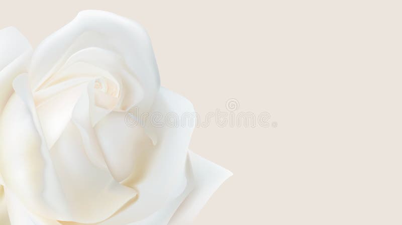 White Rose Background. Realistic Beautiful Flower Wallpaper Stock ...