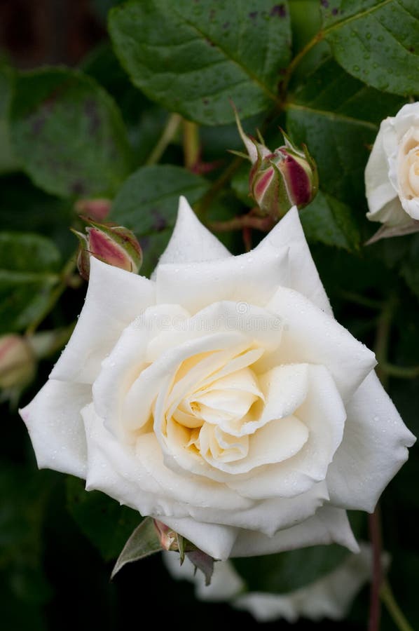 Elegant White Rose Blossoms in a Garden Setting during the Morning ...