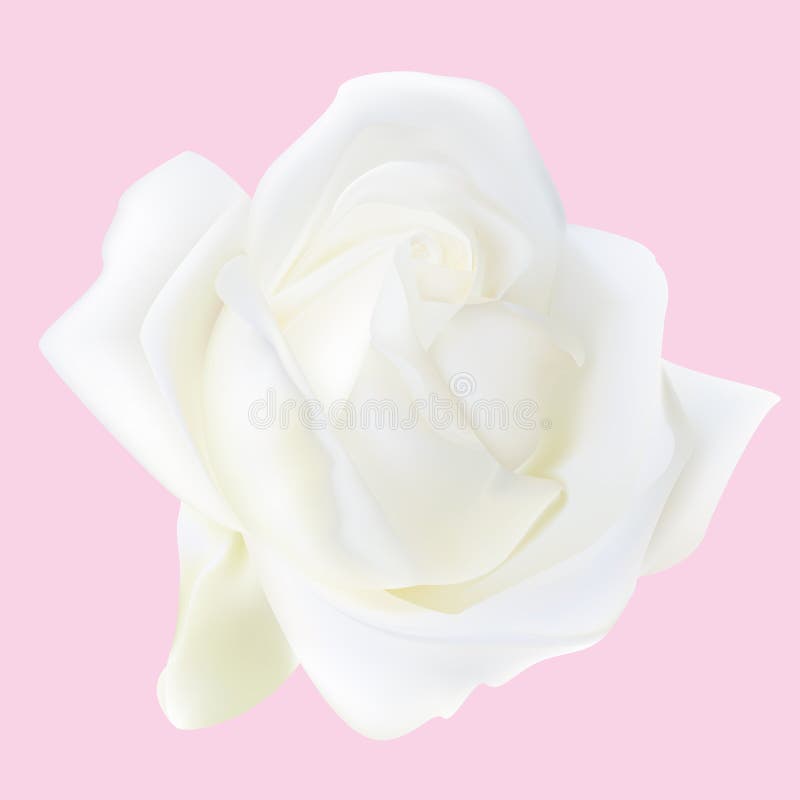 Elegant White Rose Isolated on Soft Pink Background. Realistic ...