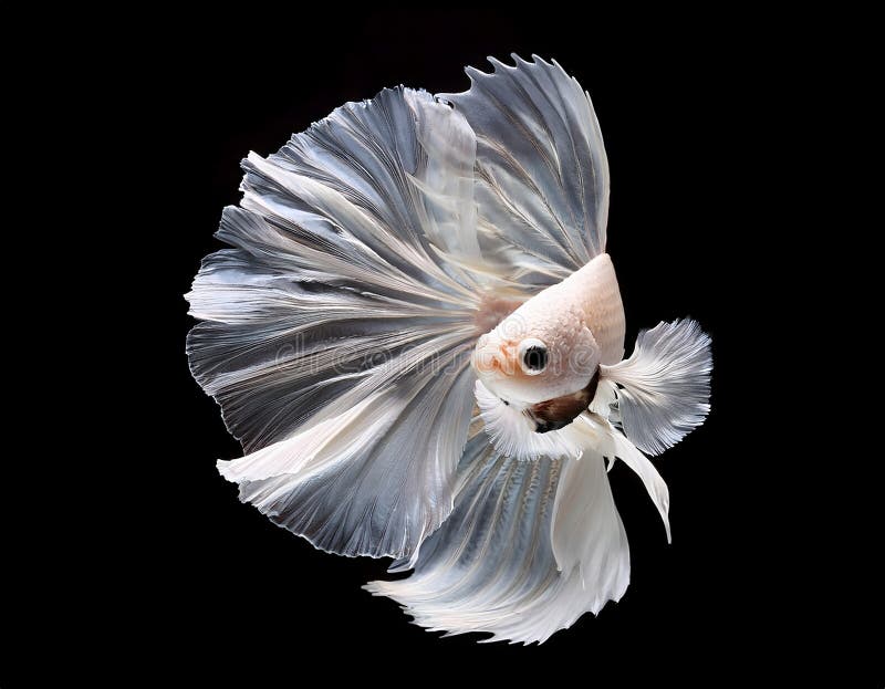 Elegant White Siamese Fighting Fish Stock Illustration - Illustration ...
