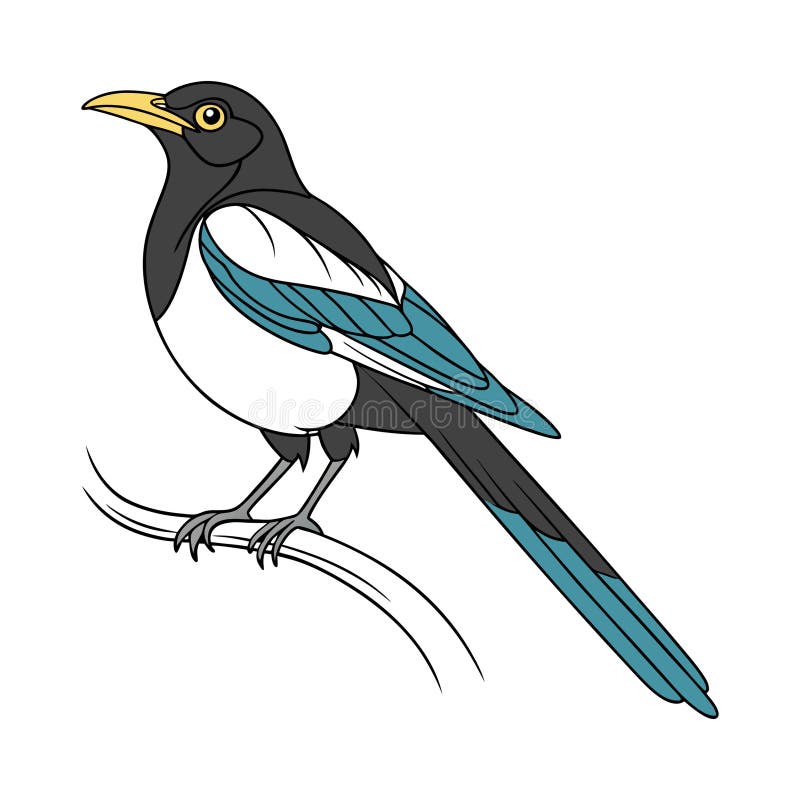 Elegant Yellow-billed Magpie Bird Vector Stock Illustration ...