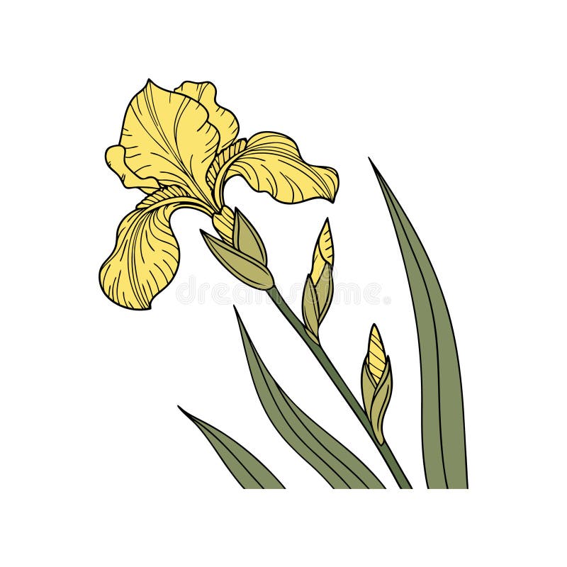 Elegant Yellow Iris Flower in Vibrant Display Stock Photo - Illustration of detail, springtime ...