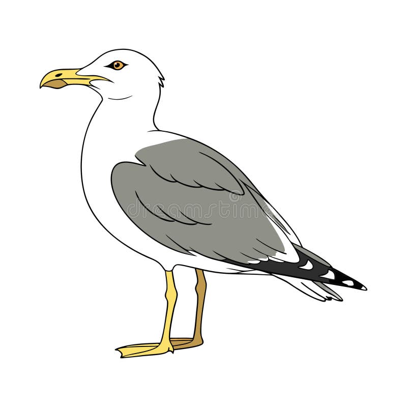 Elegant Yellow-legged Gull Bird Vector Stock Photo - Illustration of ...