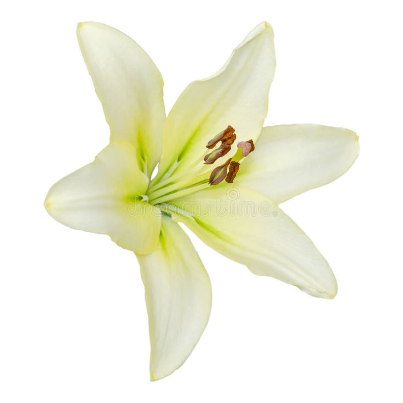 Elegant Yellow Lily Flower Isolated on White Background Stock Image ...