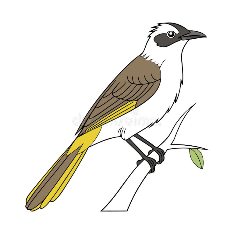 Elegant Yellow-vented Bulbul Bird Vector Stock Photo - Illustration of ...