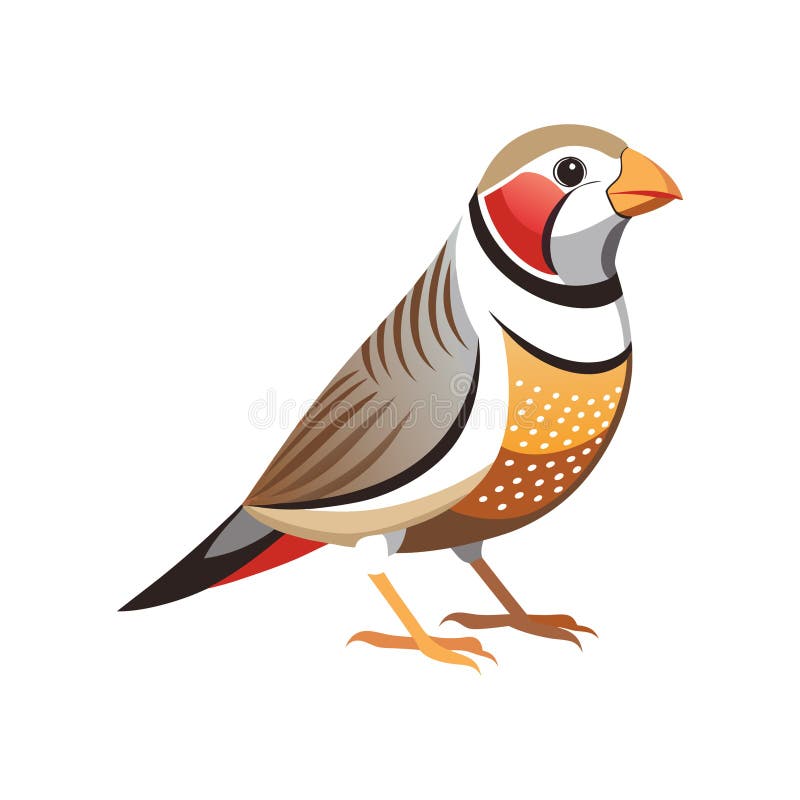 Elegant Zebra Finch Bird Vector Stock Illustration - Illustration of ...
