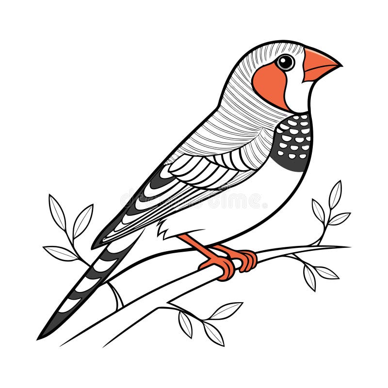 Elegant Zebra Finch Bird Vector Stock Illustration - Illustration of ...