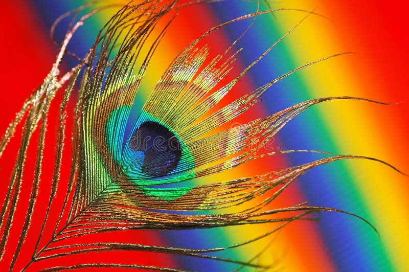 Eleganter Pfau-Feder-Hintergrund Stockbild - Bild von graphiken ...