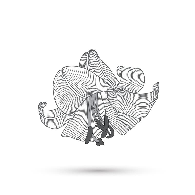 Abstract Monochrome Hand-drawn Flower Lily. Stock Vector - Illustration ...