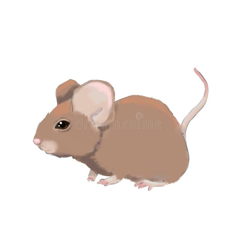Brown Field Mouse, Color Illustration Stock Illustration - Illustration ...