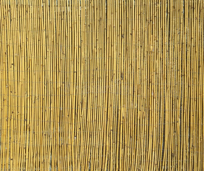 Bamboo Texture with Natural Patterns Stock Image - Image of palisade ...