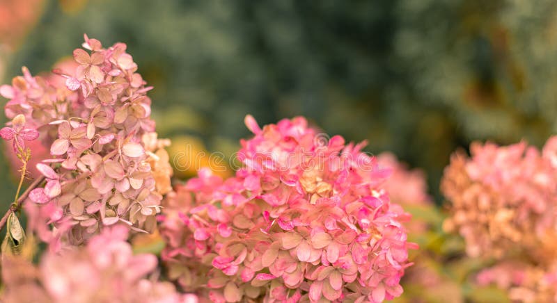 Element of Garden Design. Red Hydrangea Flowering Bush Stock Photo ...