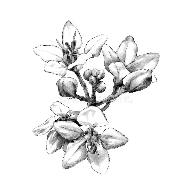 Flower Tree Adenium Desert Rose Sketch Stock Vector Illustration Of