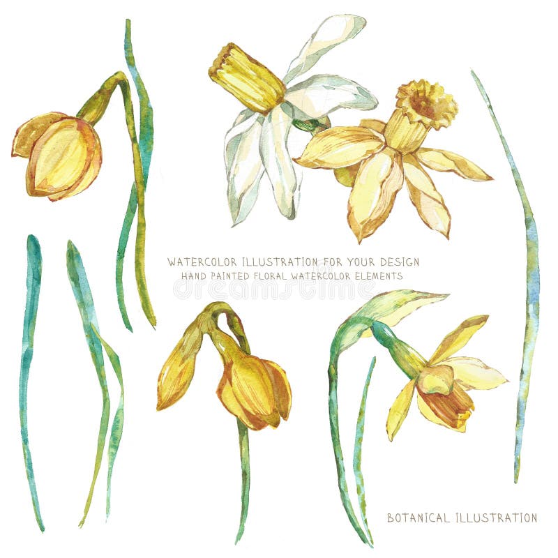 Elementi Del Fiore Dell'acquerello Nasals Illustrazione di Stock ...