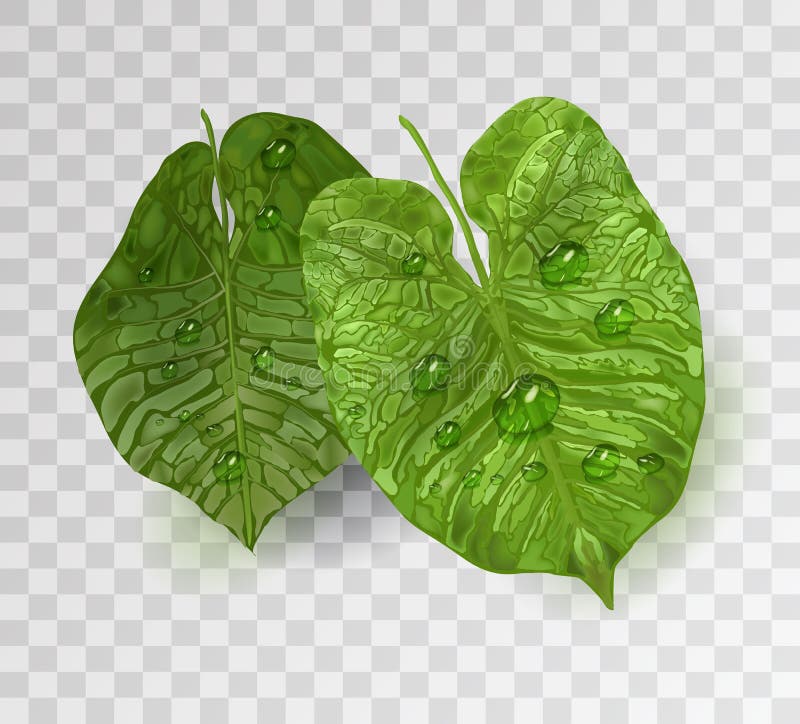Elementi Realistici Della Foglia Con Le Gocce Di Acqua, Rugiada Piante ... Elementi Realistici Della Foglia Con Le Gocce Di Acqua, Rugiada Piante ...