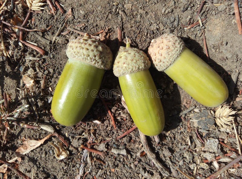 Elements the Forms of Nature ,an Acorn on the Ground Stock Photo ...