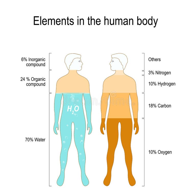 Elements of the Human Body stock vector. Illustration of anatomical ...