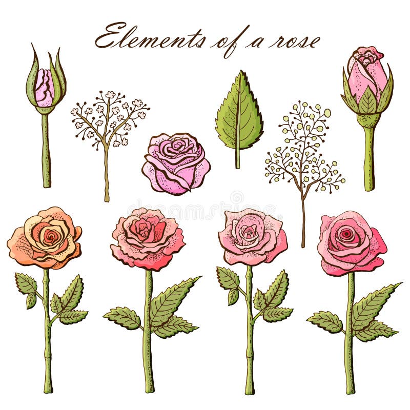 Elements of a rose stock vector. Illustration of fashion - 108388758
