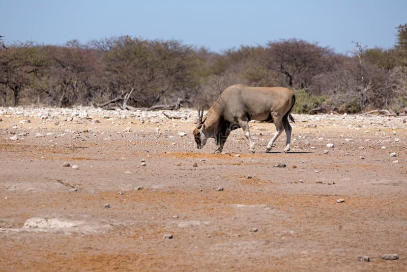 A Large Eland Antelope Buck at a Water Hole Stock Photo - Image of ...