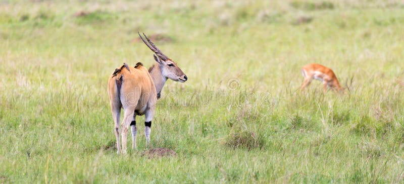 Elend Antilope in the Kenyan Savanna between the Different Plants Stock ...