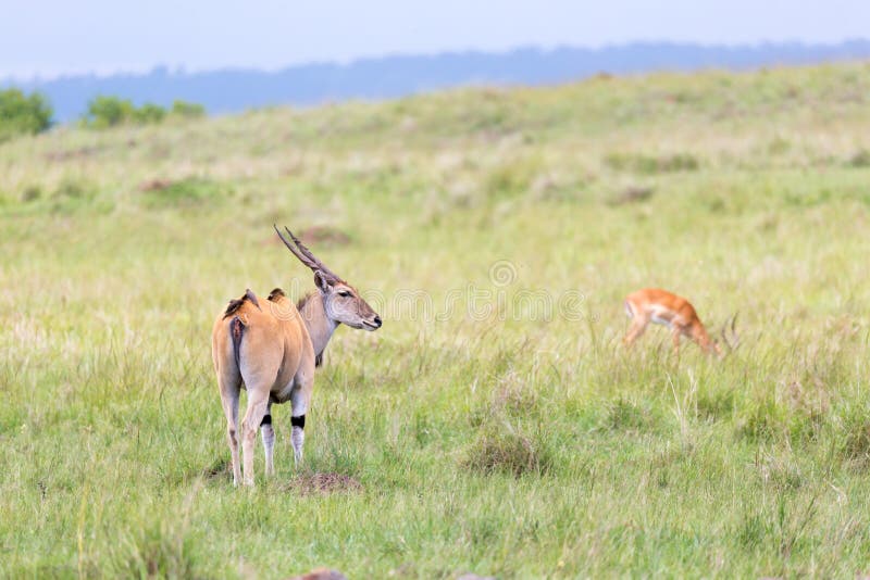 Elend Antilope in the Kenyan Savanna between the Different Plants Stock ...