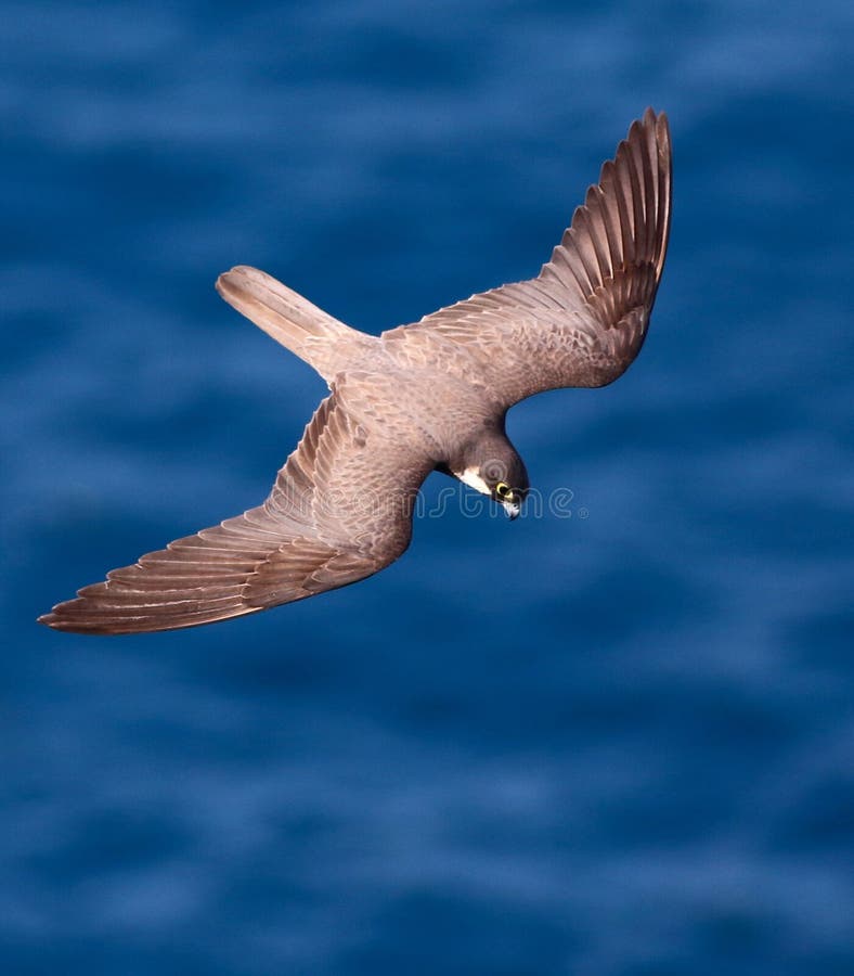 Elenoras Falcon, Falco Eleonorae Stock Image - Image of feathers ...