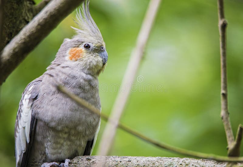Eleonora cockatoo, bird stock photo. Image of exotic - 76390420