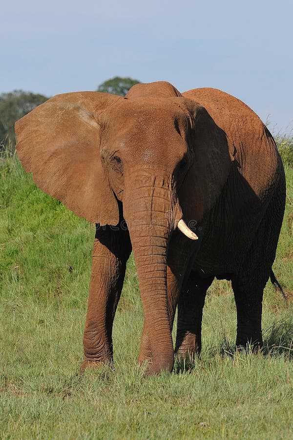 Elepants in wild stock photo. Image of mammal, reserve - 24077404