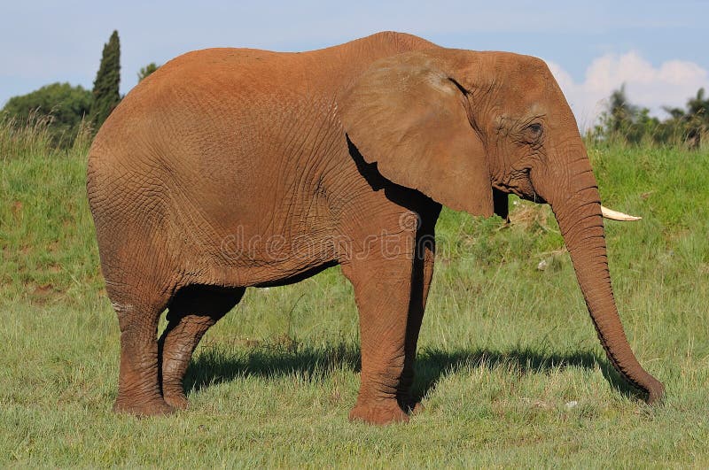 Elepants in wild3 stock image. Image of nature, elephants - 24077497